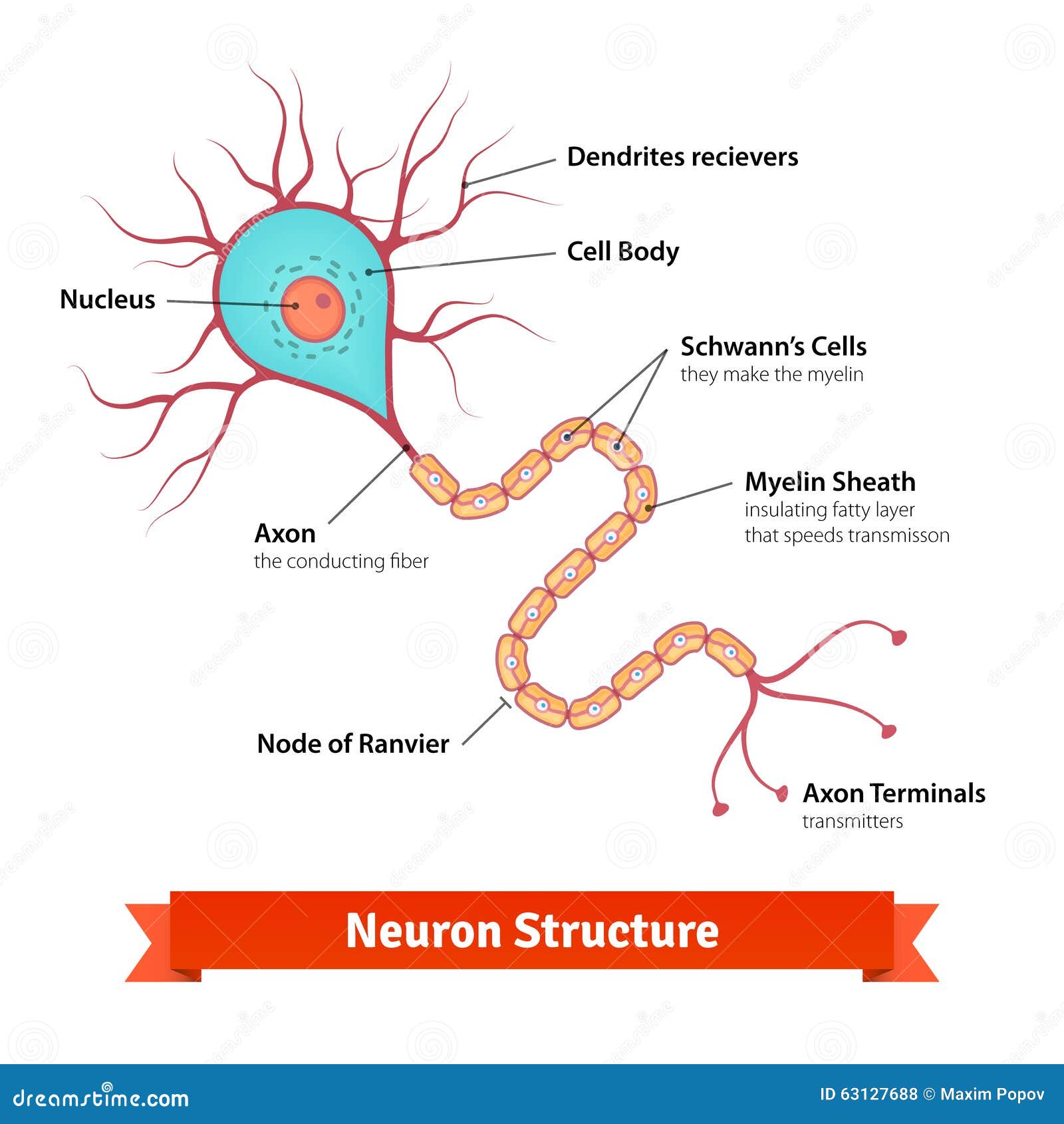 Brain neuron cell diagram stock vector. Illustration of central - 63127688 Brain neuron cell diagram stock vector. Illustration of central - 63127688