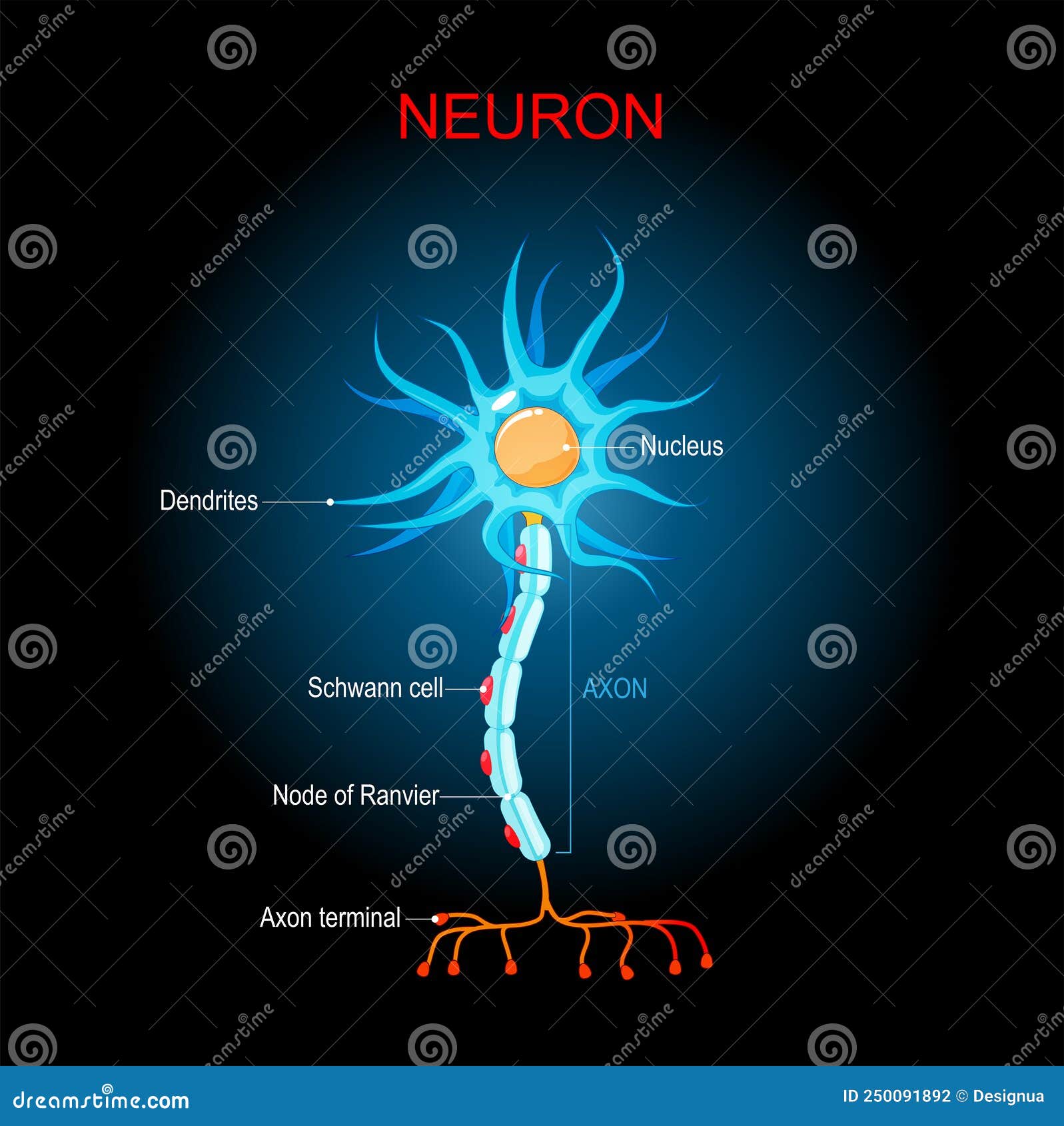 Brain Neuron Structure. Biological Anatomy Of Neuron Cell Vector ...