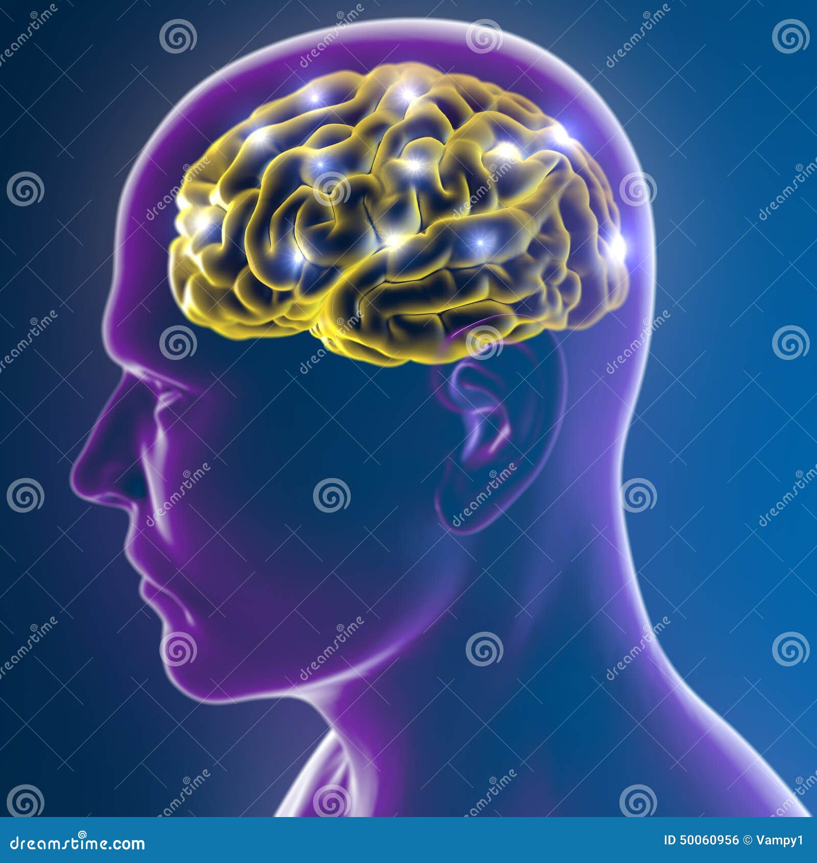 Brain Neurons Synapse Functions Stock Illustration - Illustration of ...