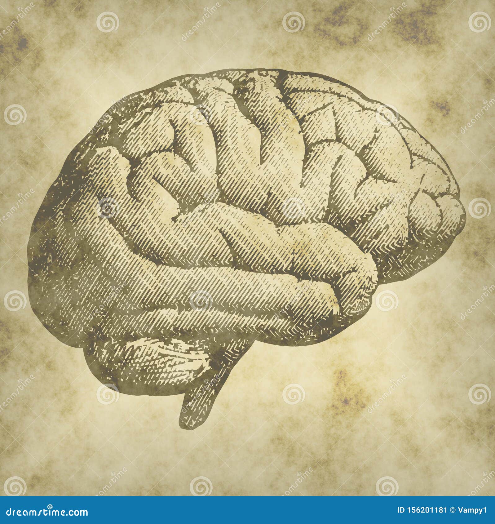 Brain, Neurons, Synapses, Neural Network Circuit of Neurons ... Brain, Neurons, Synapses, Neural Network Circuit of Neurons ...