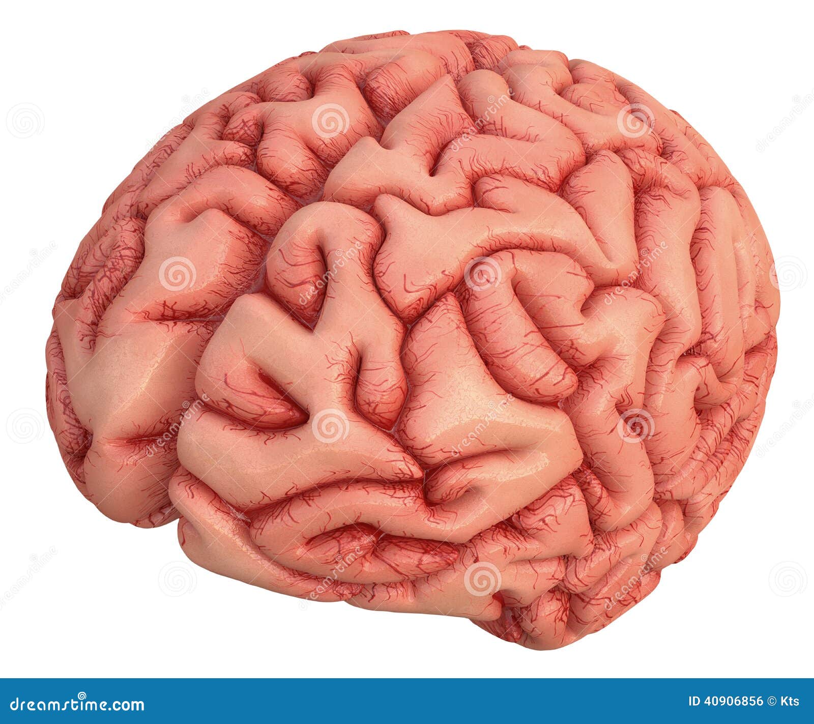 Brain Over White stock photo. Image of blood, science - 40906856