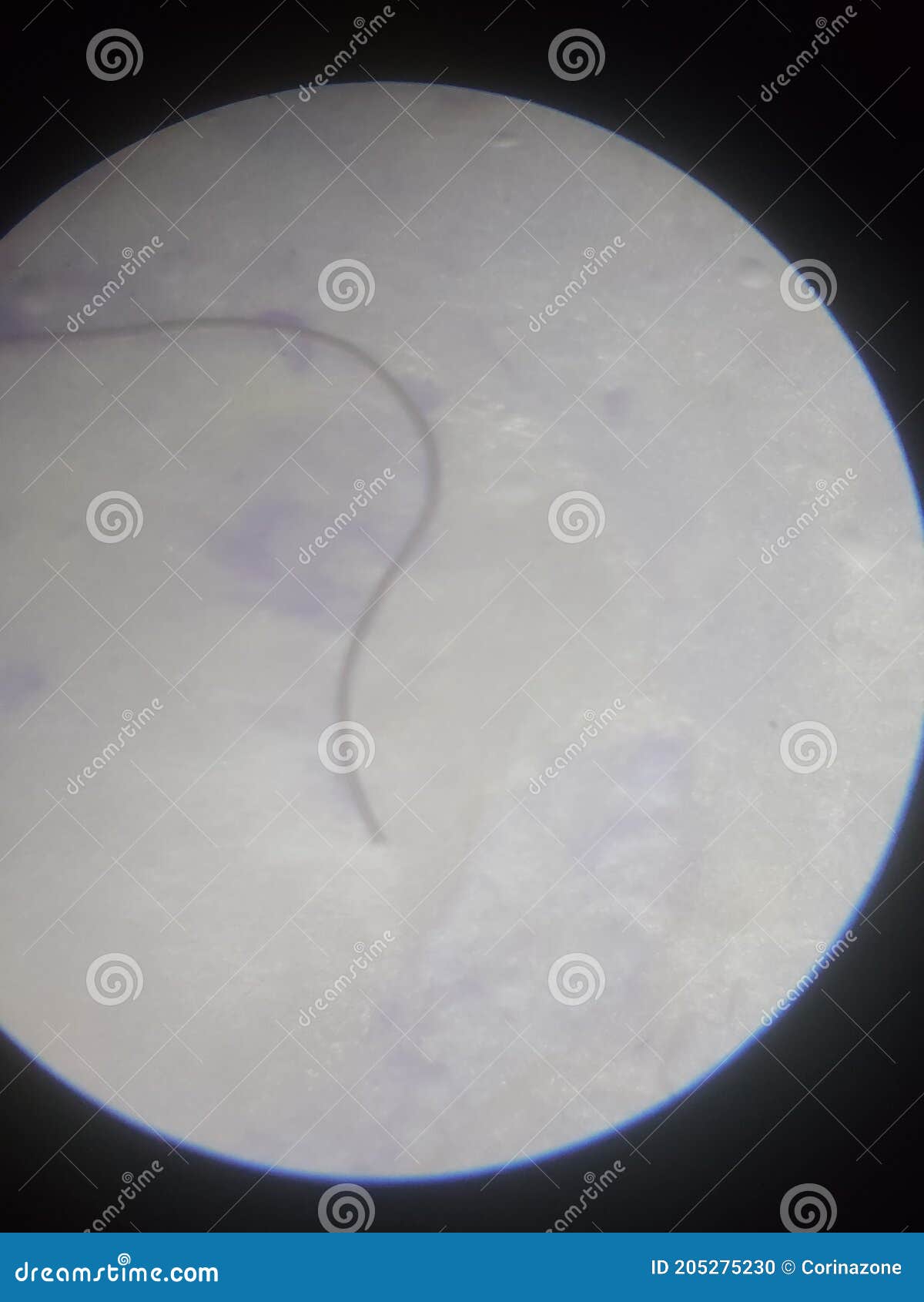 The Brain of a Pig Under the Microscope Stock Photo - Image of ...