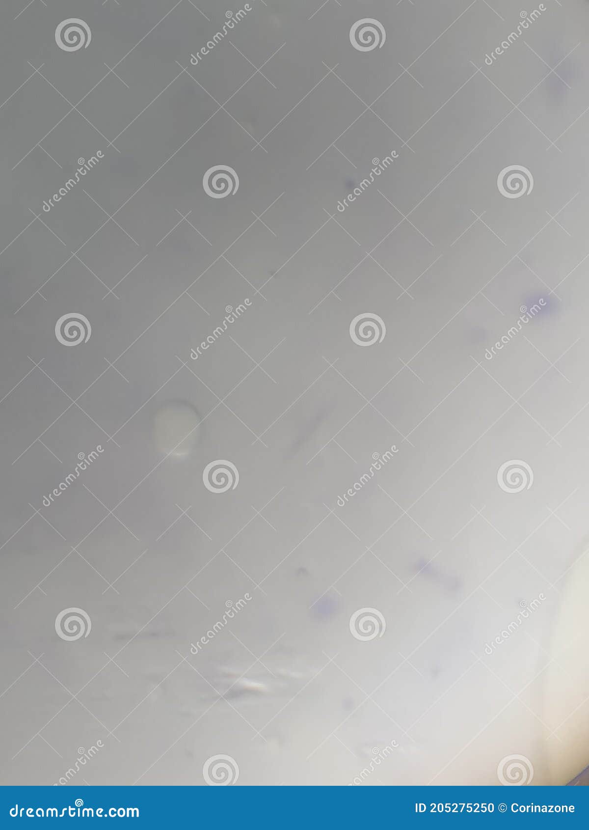 The Brain of a Pig Under the Microscope Stock Photo - Image of ...