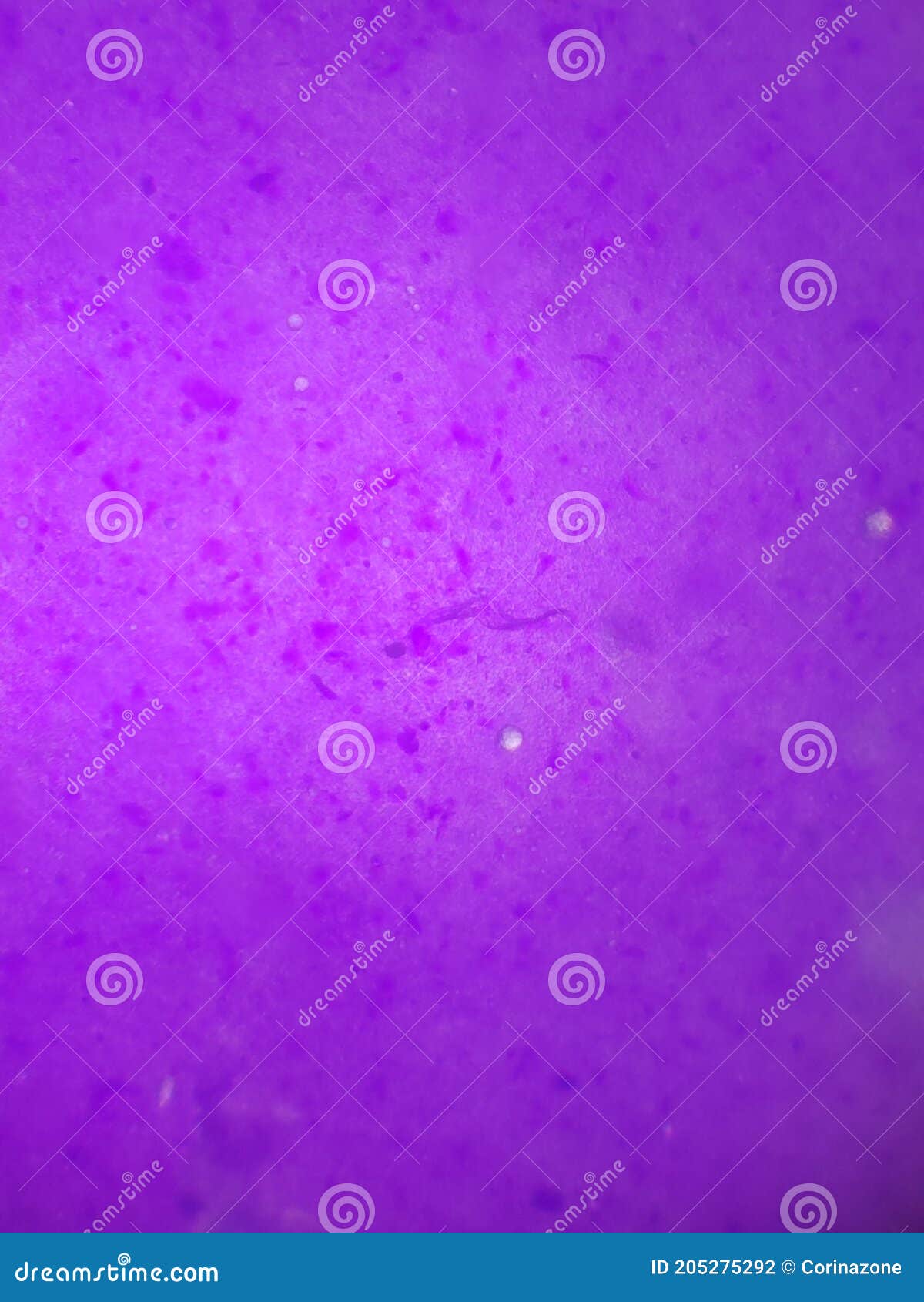 The Brain of a Pig Under the Microscope Stock Photo - Image of neurons ...