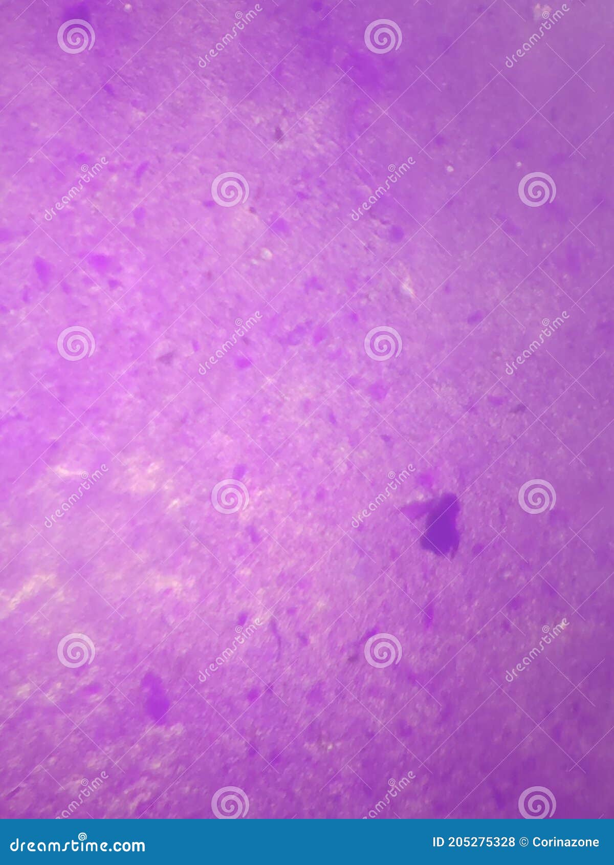 The Brain of a Pig Under the Microscope Stock Photo - Image of meat ...