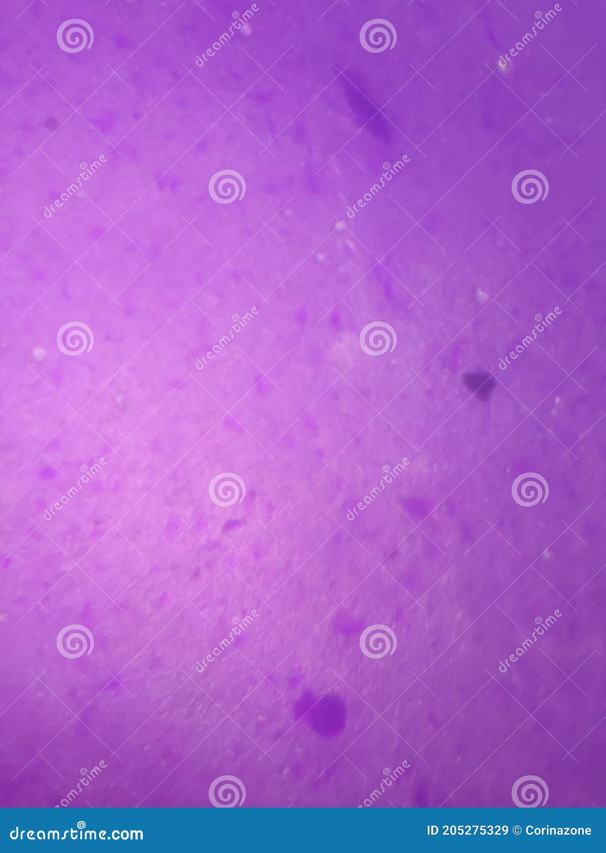 The Brain of a Pig Under the Microscope Stock Image - Image of tissue ...