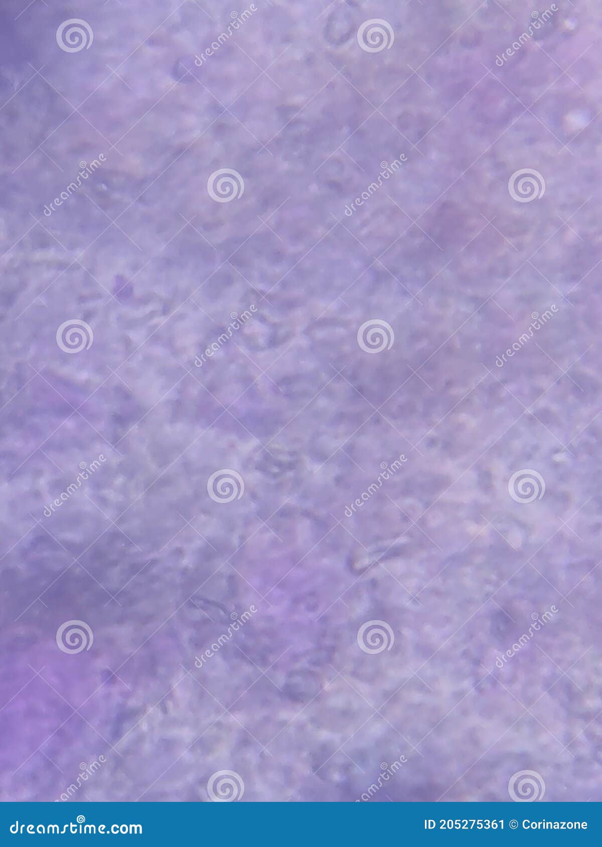 The Brain of a Pig Under the Microscope Stock Image - Image of pork ...