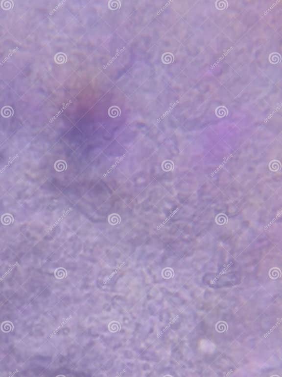 The Brain of a Pig Under the Microscope Stock Image - Image of pork ...