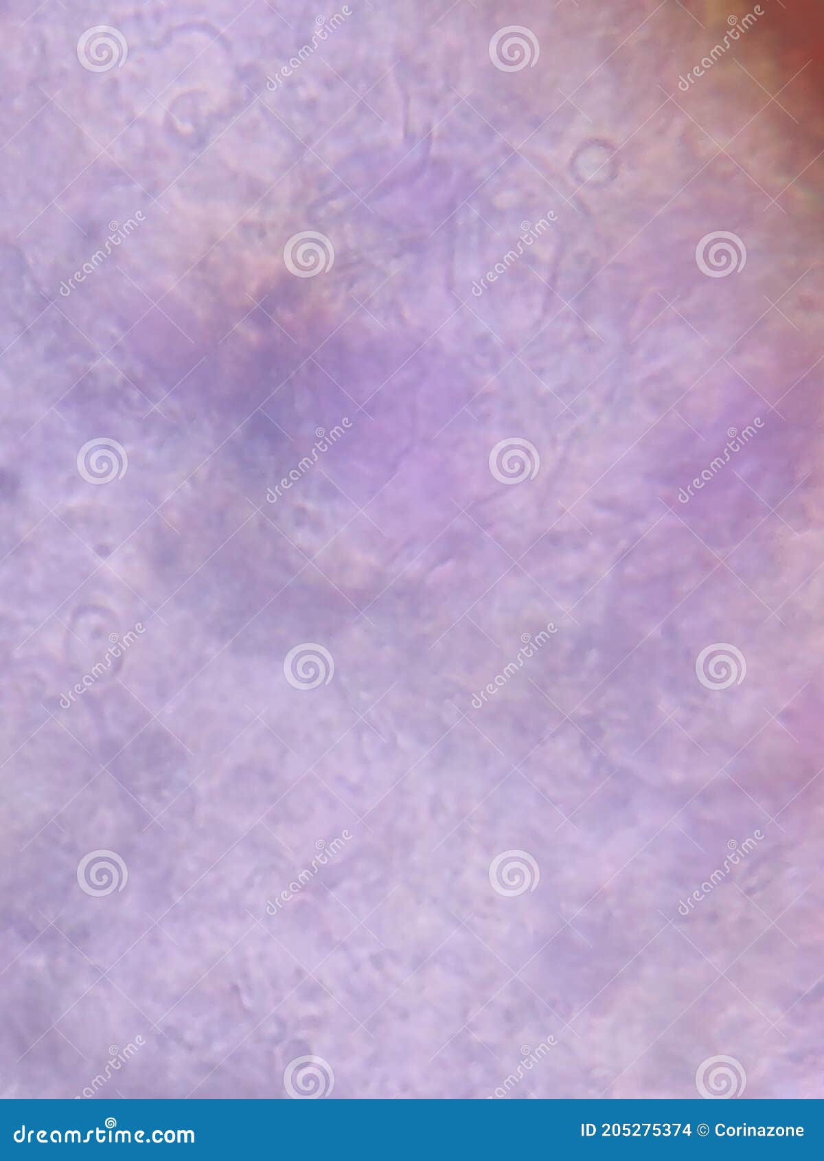 The Brain of a Pig Under the Microscope Stock Photo - Image of ...