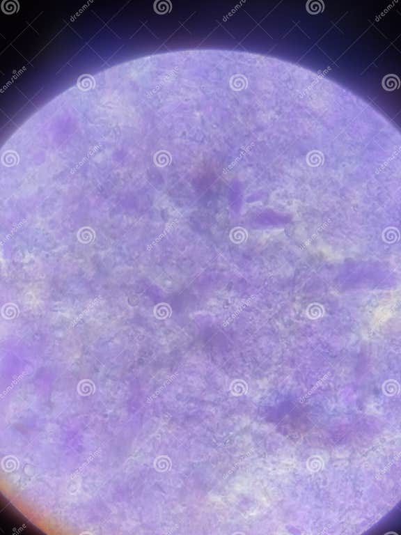 The Brain of a Pig Under the Microscope Stock Image - Image of ...