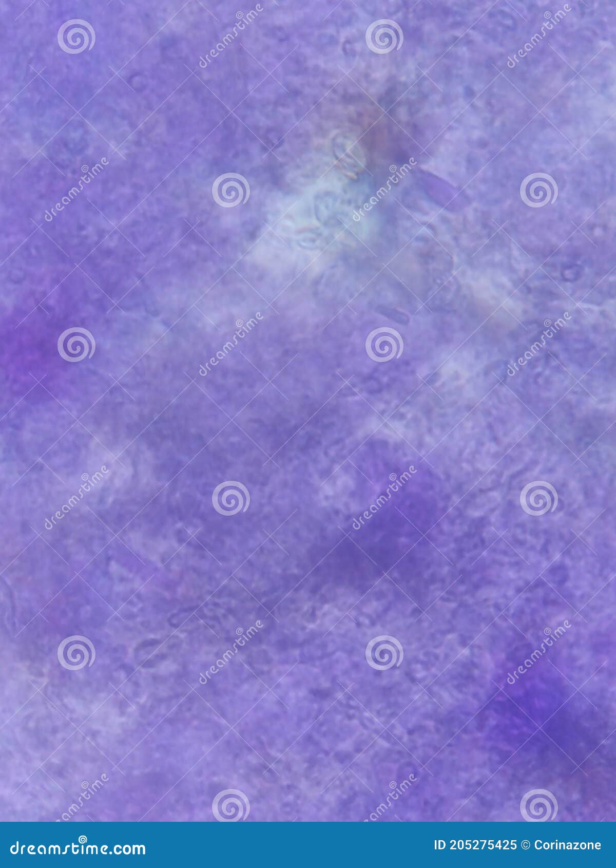 The Brain of a Pig Under the Microscope Stock Image - Image of neurons ...