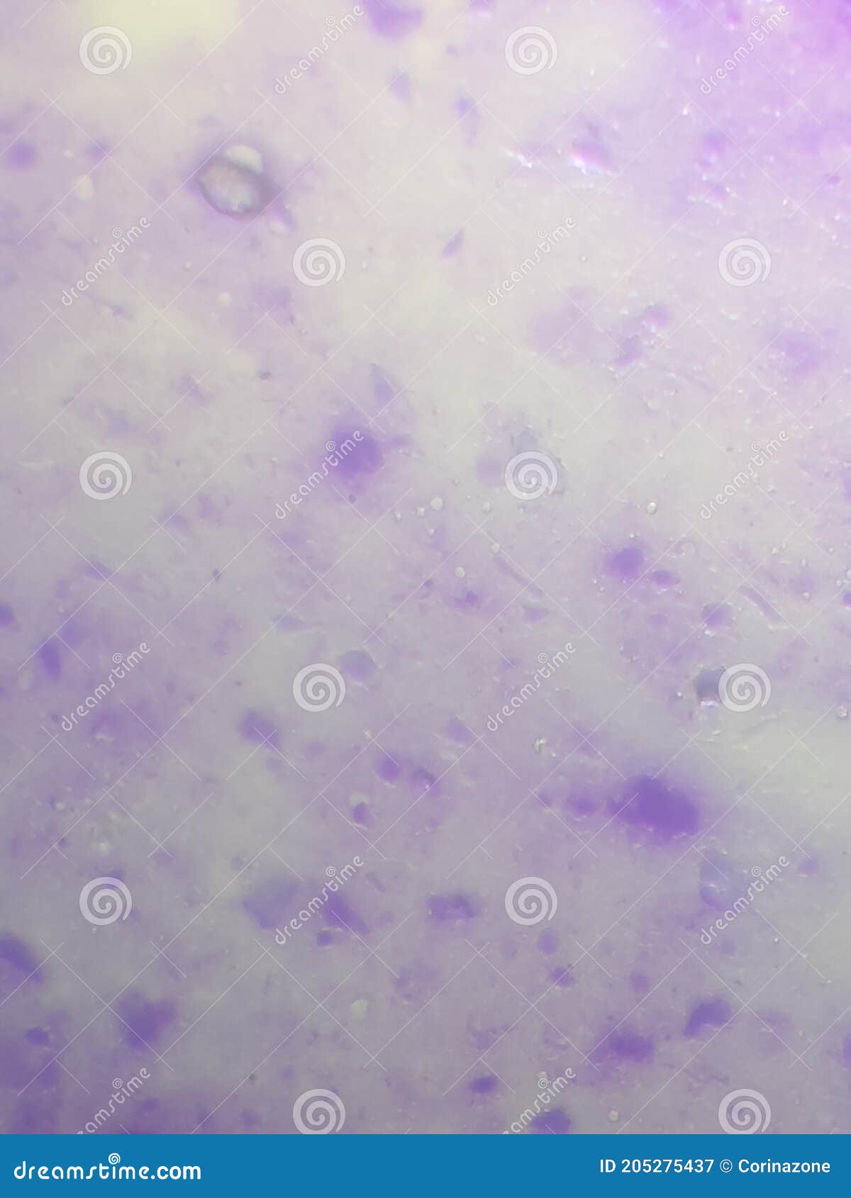 The Brain of a Pig Under the Microscope Stock Image - Image of biology ...