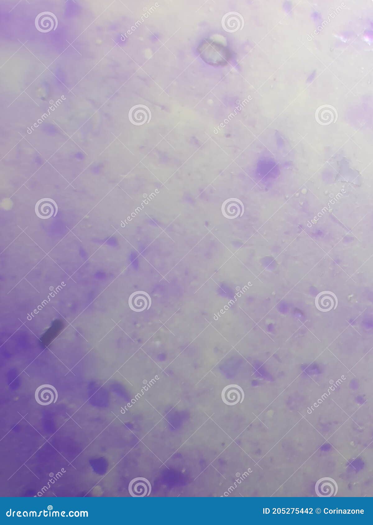 The Brain of a Pig Under the Microscope Stock Photo - Image of ...