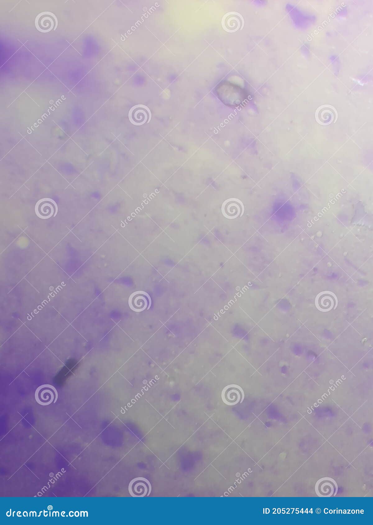 The Brain of a Pig Under the Microscope Stock Photo - Image of biology ...