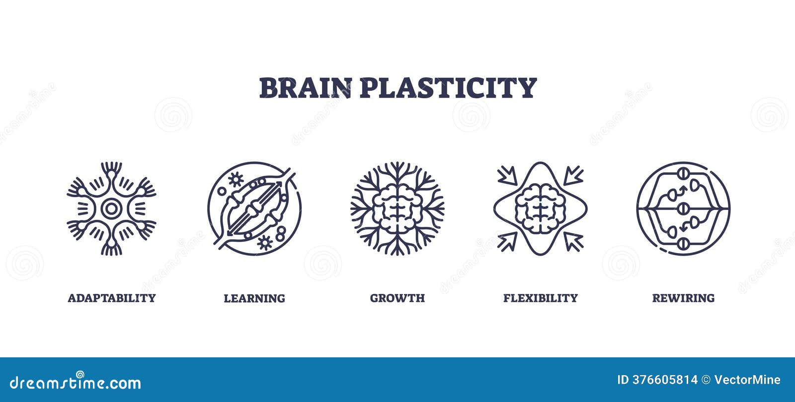 Neuroplasticity Shows Neuron Connections, Dendritic Branching, And ...