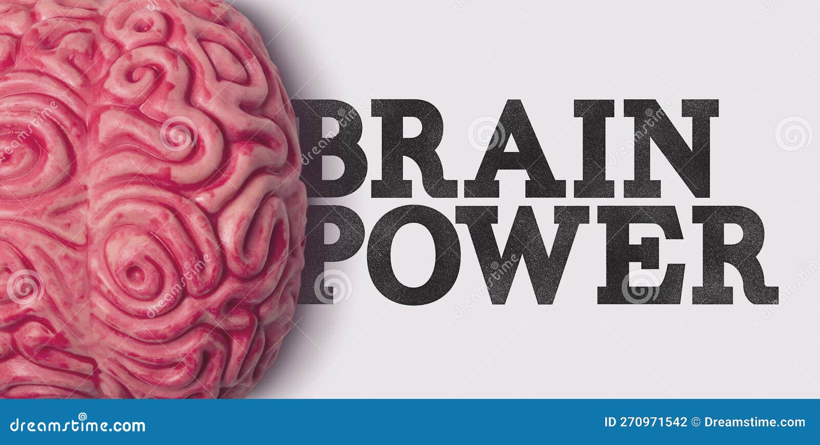Brain Power Word Next To a Human Brain Model Stock Photo - Image of ...