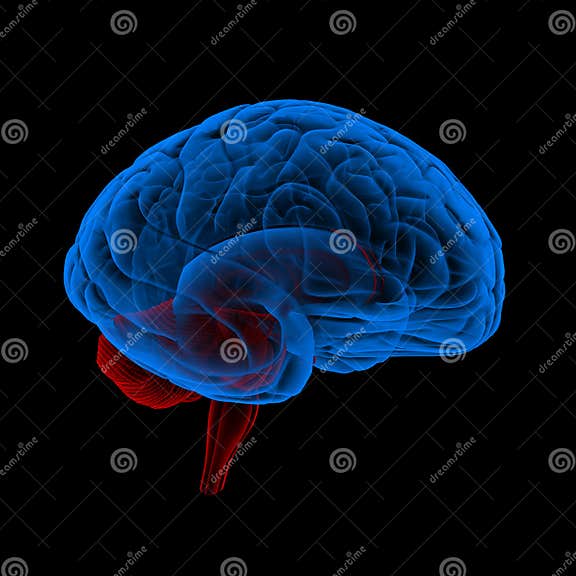 Brain X-Ray stock illustration. Illustration of body, people - 5704798