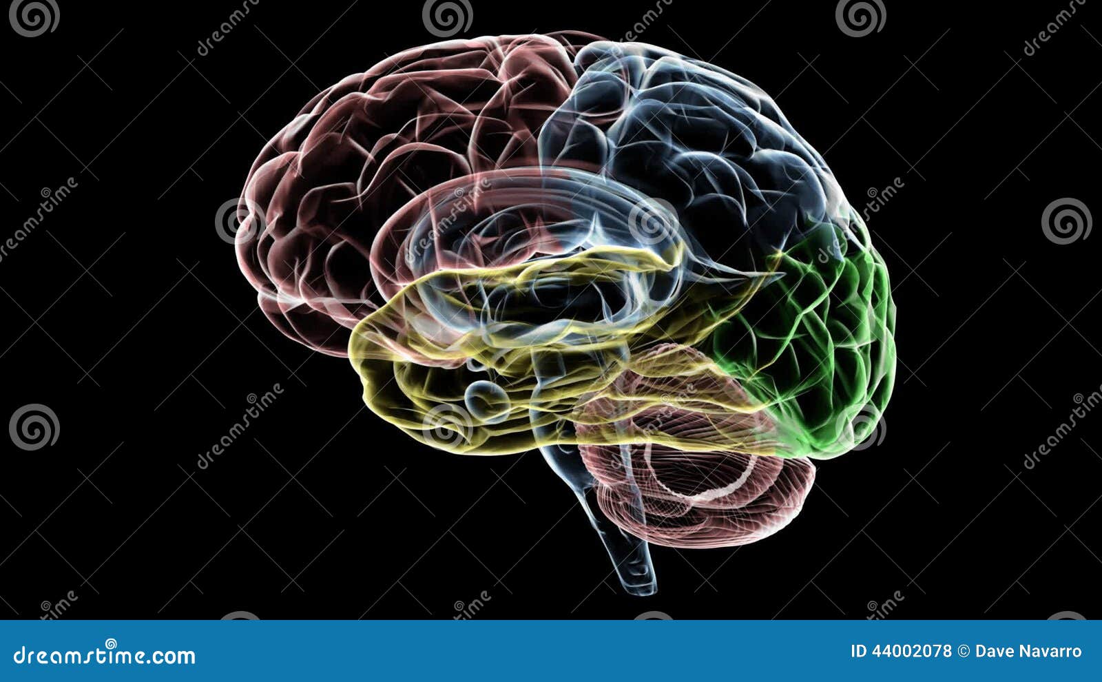 Brain X-Ray stock footage. Video of head, science, research - 44002078