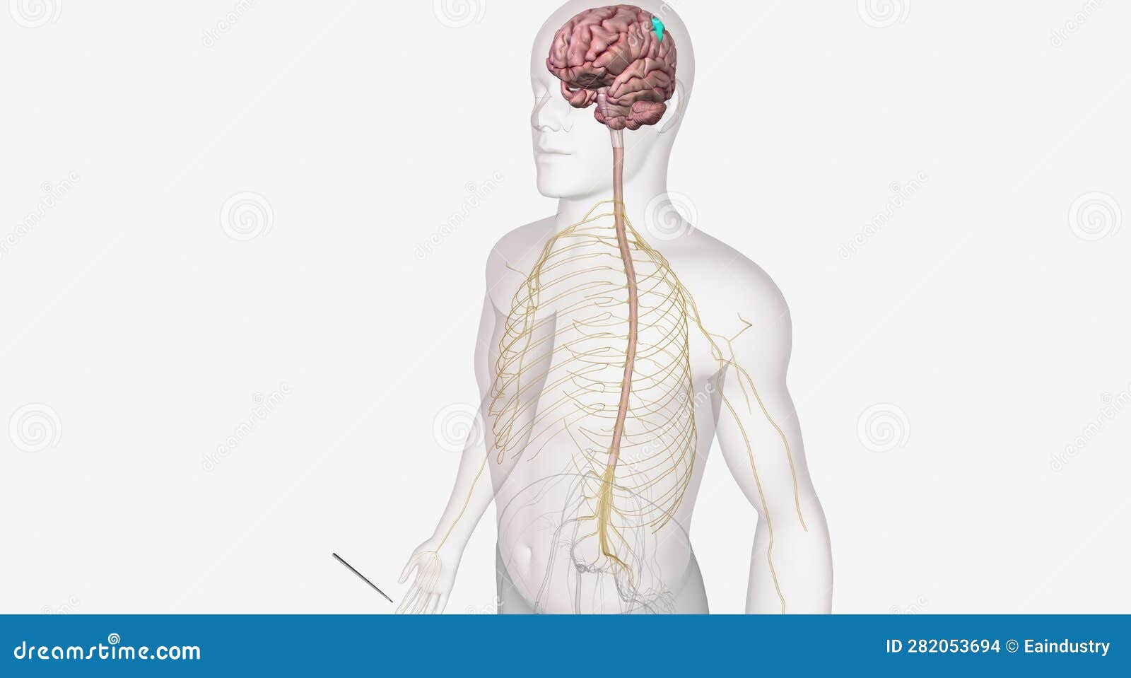 Action Potential And Neuron Membrane Spike After Stimulus Outline ...