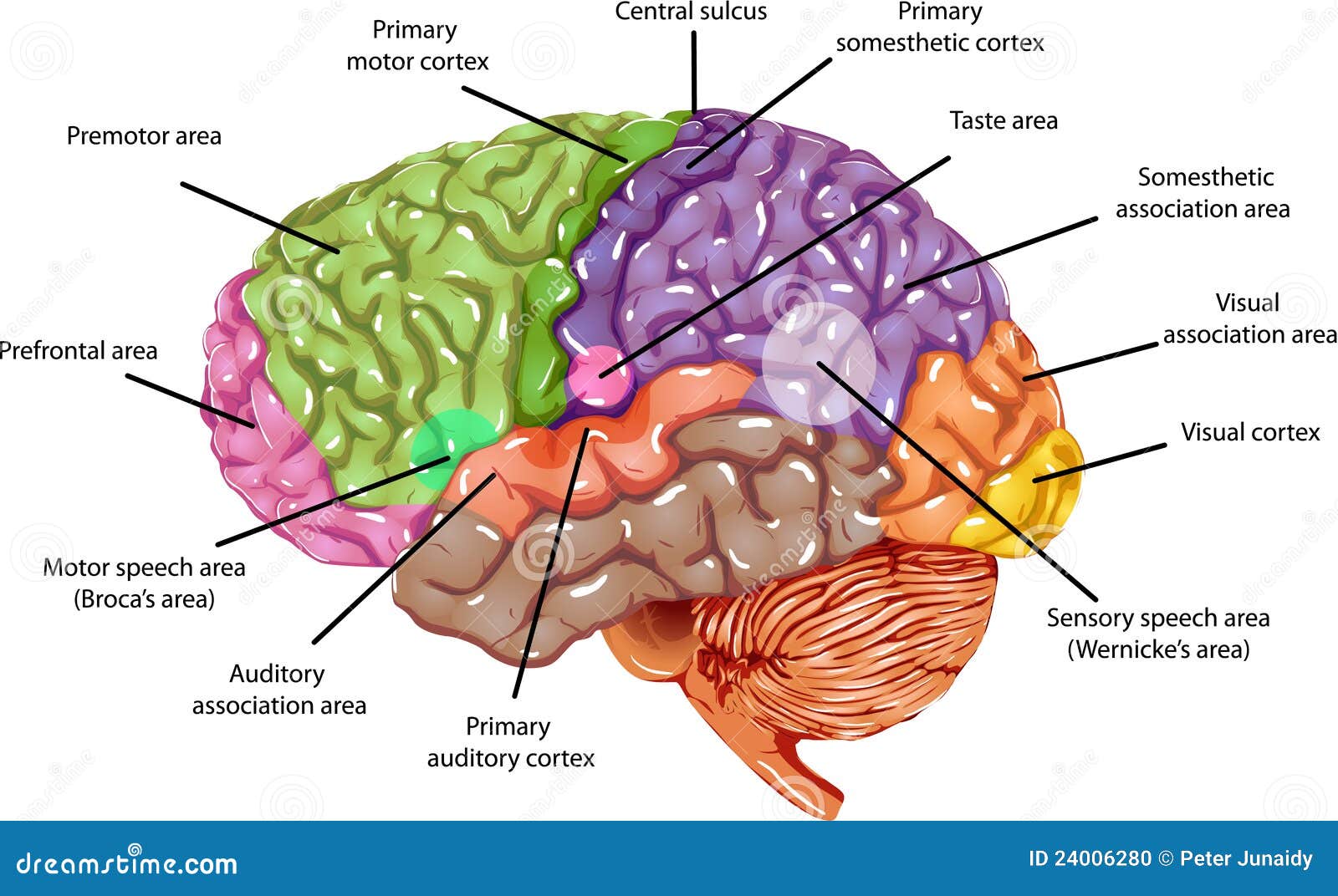 Brain Regions stock illustration. Illustration of cerebellum - 24006280 Brain Regions stock illustration. Illustration of cerebellum - 24006280