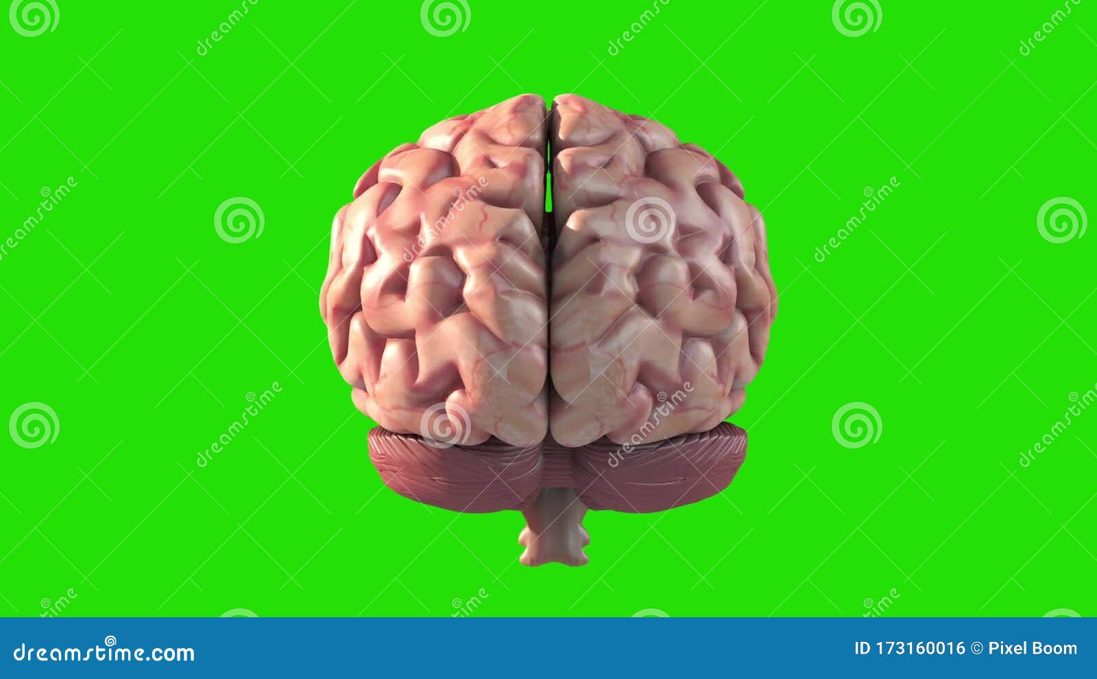 Brain Rotation Loop Green Screen 3D Rendering Animation Stock Footage ...