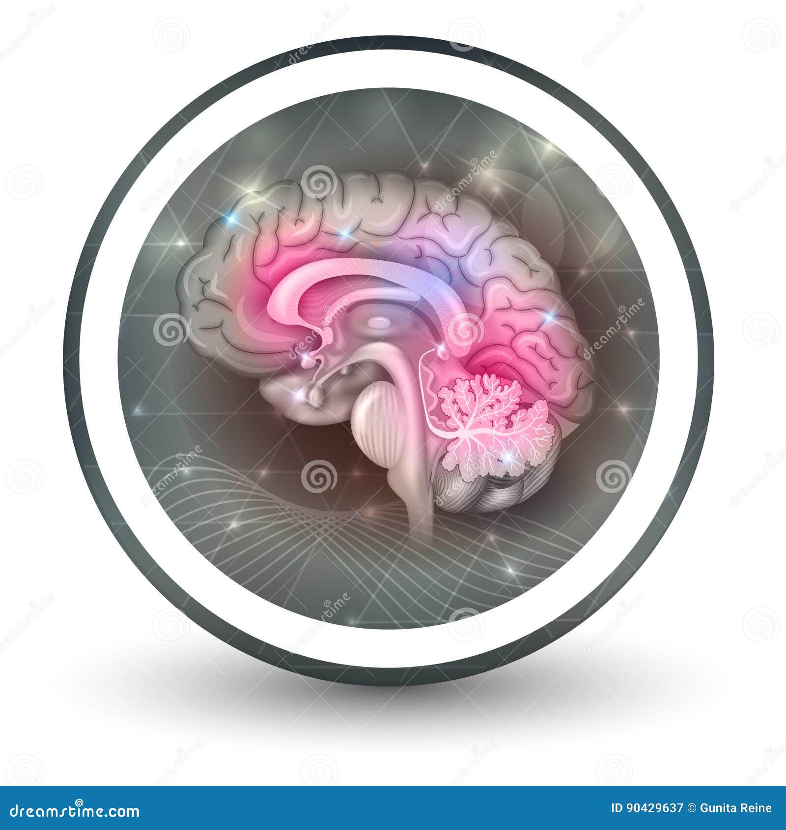 Brain round shape icon stock vector. Illustration of anatomy - 90429637