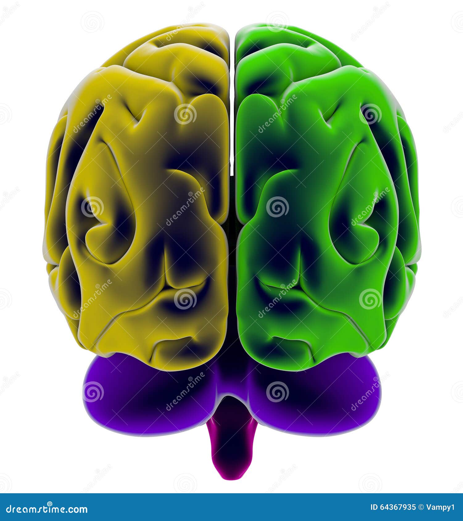 Brain, Section, Division, Cutting Parts, Anatomy Study Stock ...