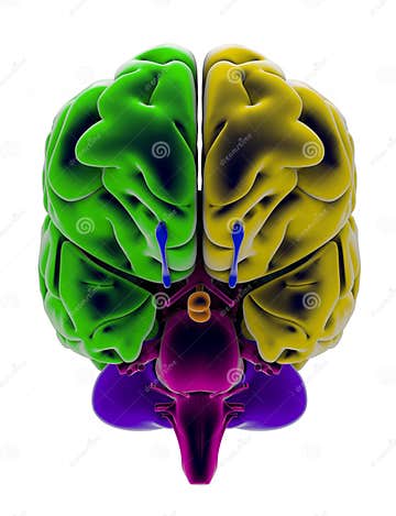 Brain, Section, Division, Cutting Parts, Anatomy Study Stock ...