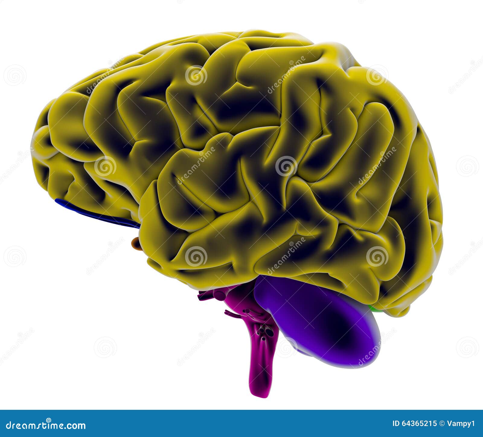 Brain, Section, Division, Cutting Parts, Anatomy Study Stock ...
