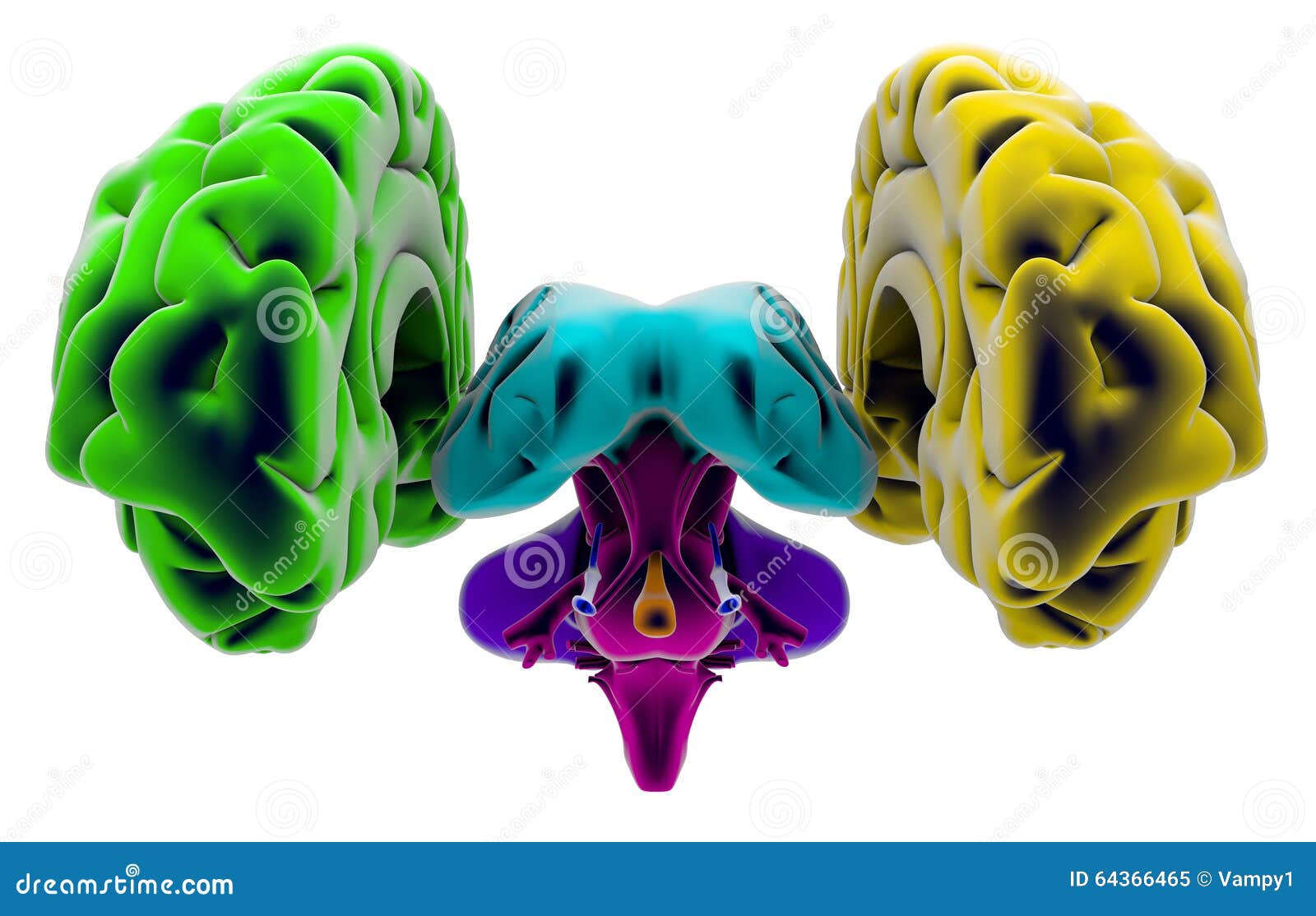 Brain, Section, Division, Cutting Parts, Anatomy Study Stock ...