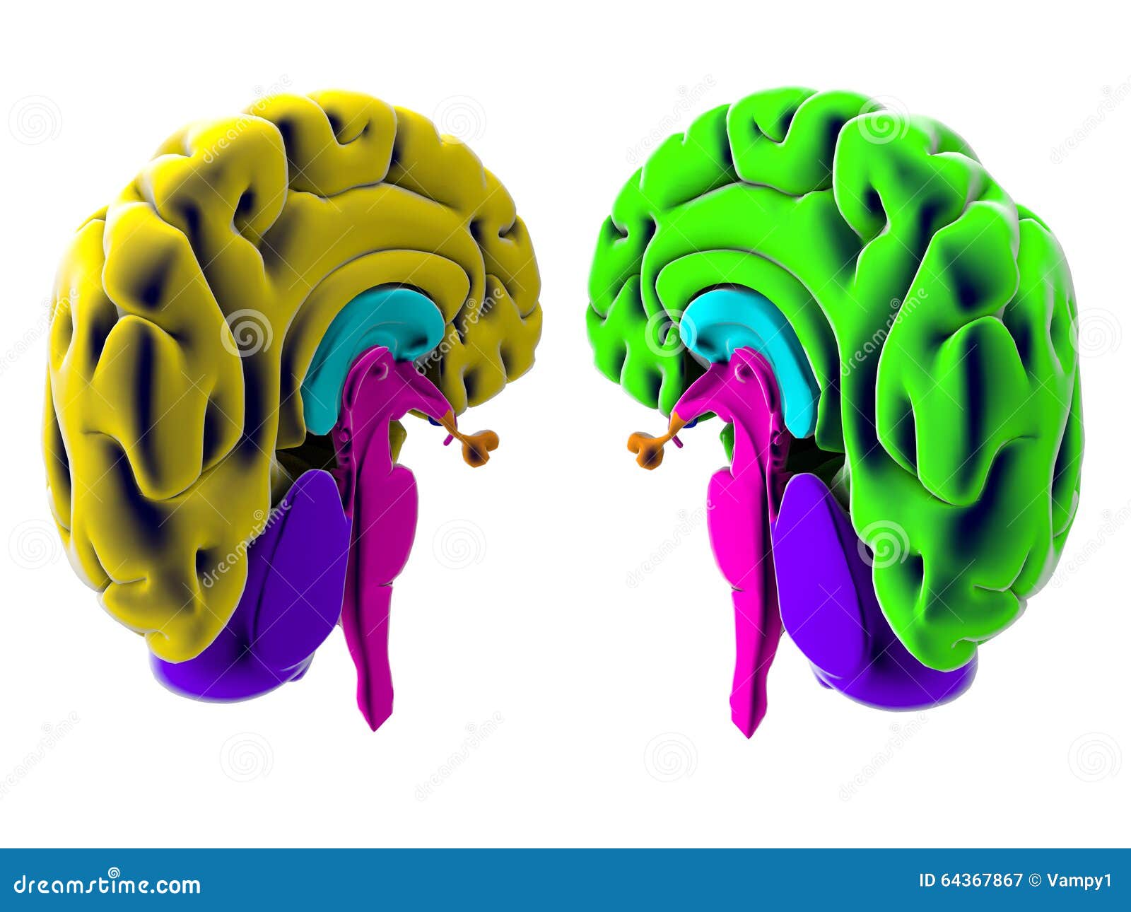 Brain, Section, Division, Cutting Parts, Anatomy Study Stock ...