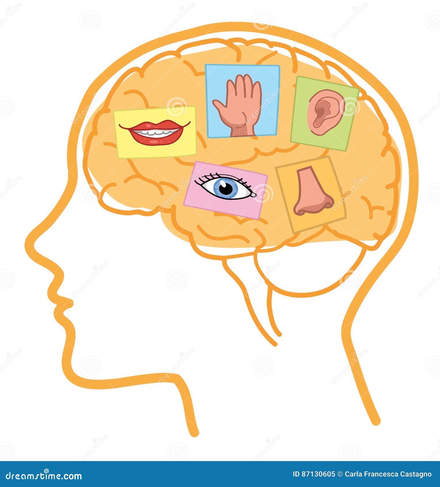 Brain 5 senses stock vector. Illustration of hearing - 87130605 Brain 5 senses stock vector. Illustration of hearing - 87130605