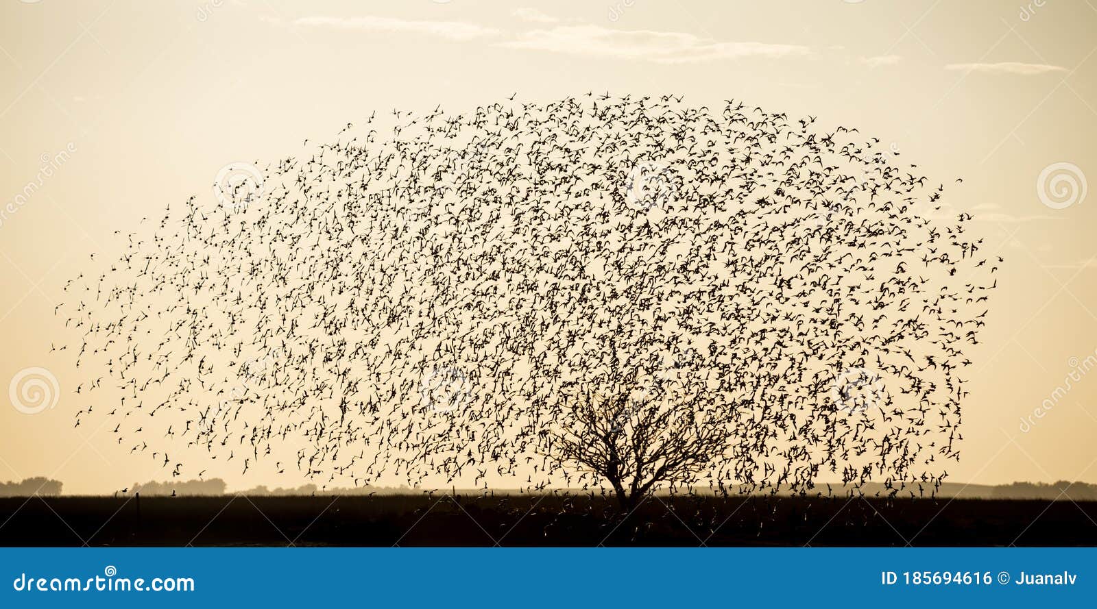 Brain shape of birds stock photo. Image of nature, animal - 185694616