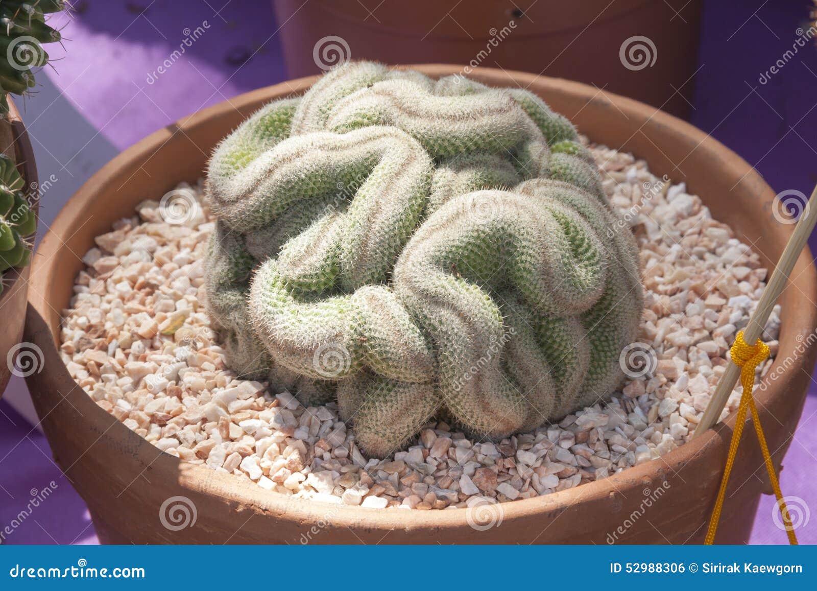 Brain shape cactus stock photo. Image of colorful, stone - 52988306