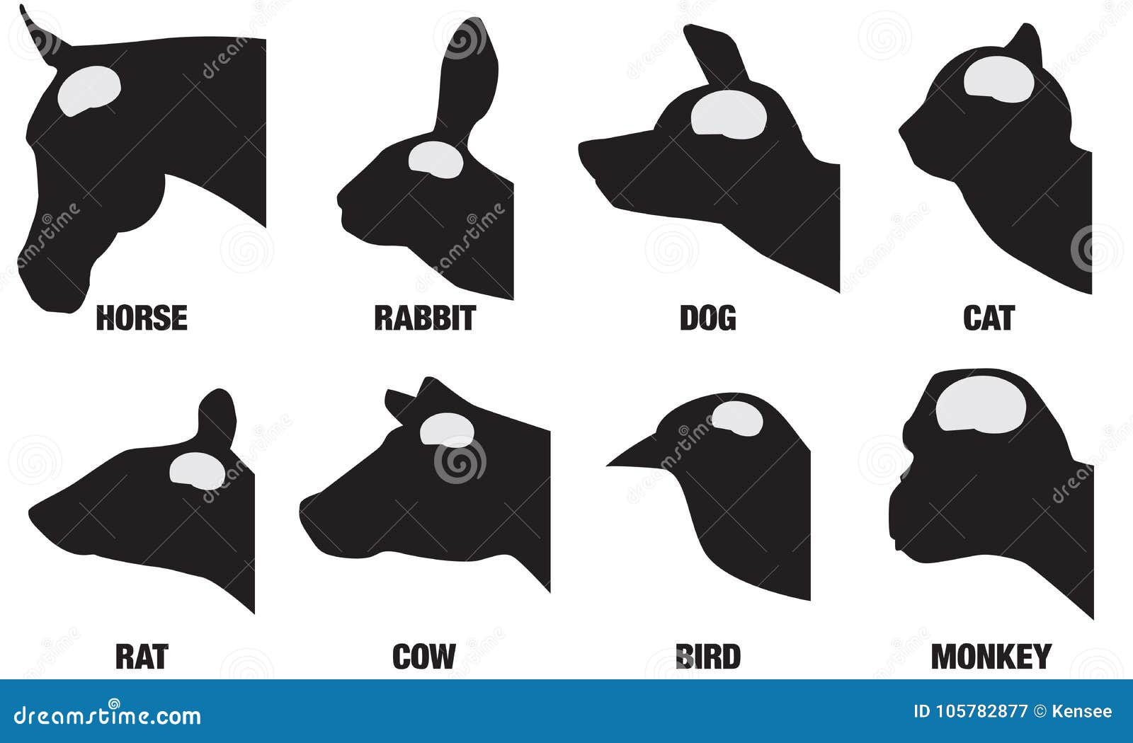 Brain Sizes animal ilustración del vector. Ilustración de perfiles ...