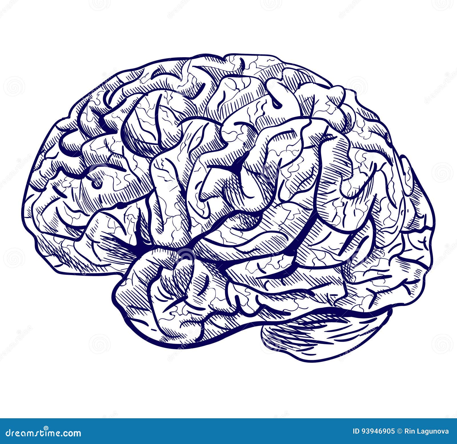 Brain Sketch. VECTOR Blue Hand Drawn Human Brain. Stock Vector ...