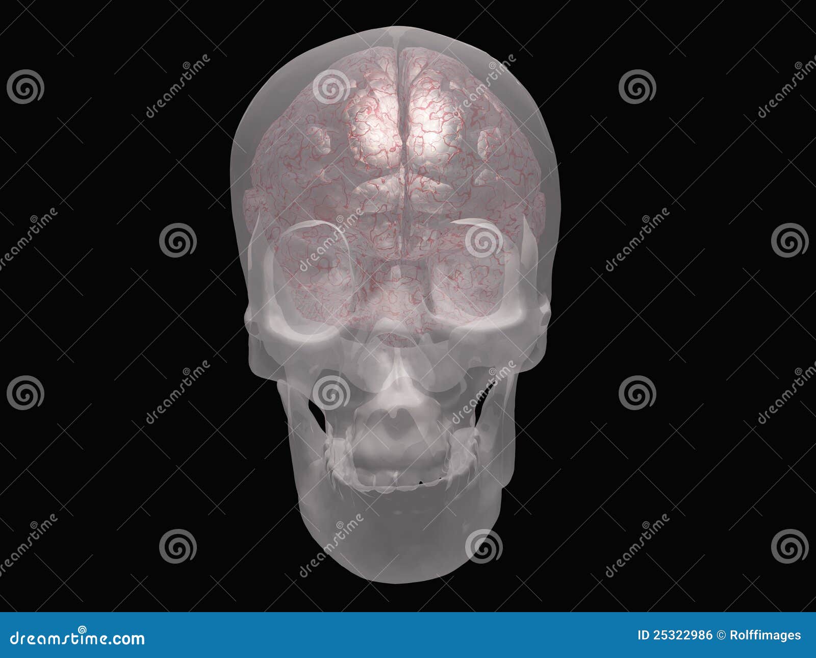Brain skull stock illustration. Illustration of knowledge - 25322986