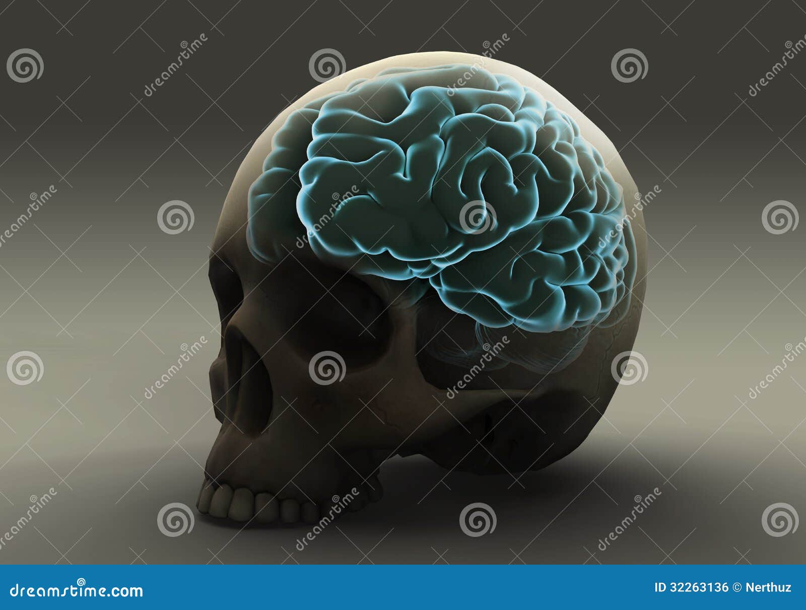 Brain within the Skull stock illustration. Illustration of cerebral ...