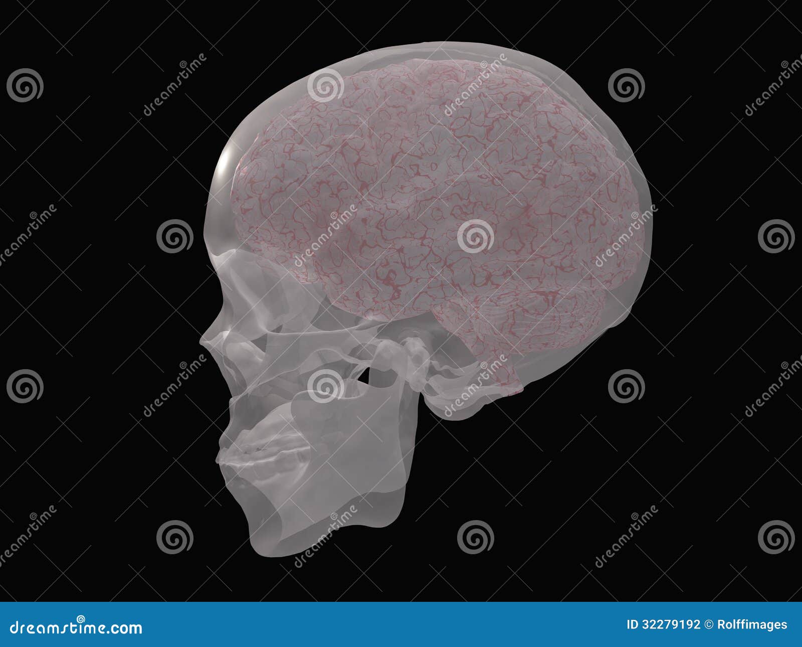 Brain and skull stock illustration. Illustration of anatomical - 32279192