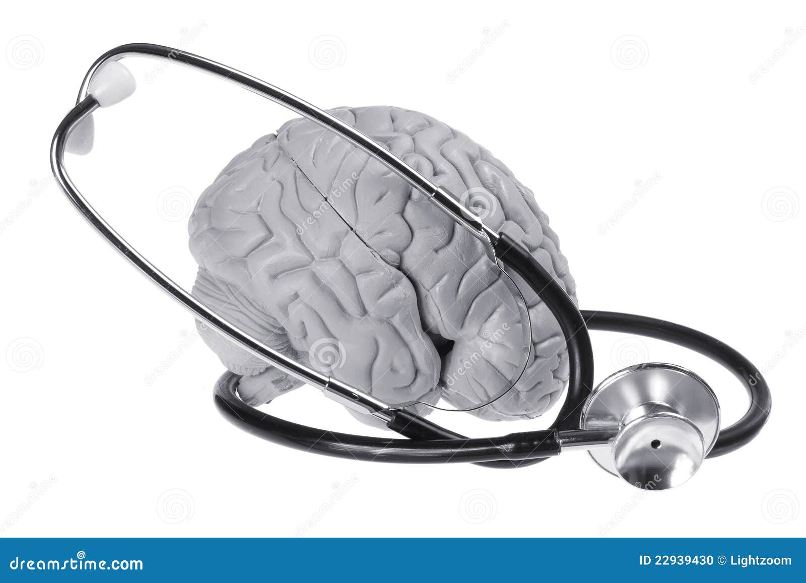 Brain Specimen and Stethoscope Stock Photo - Image of organ, neurology ...