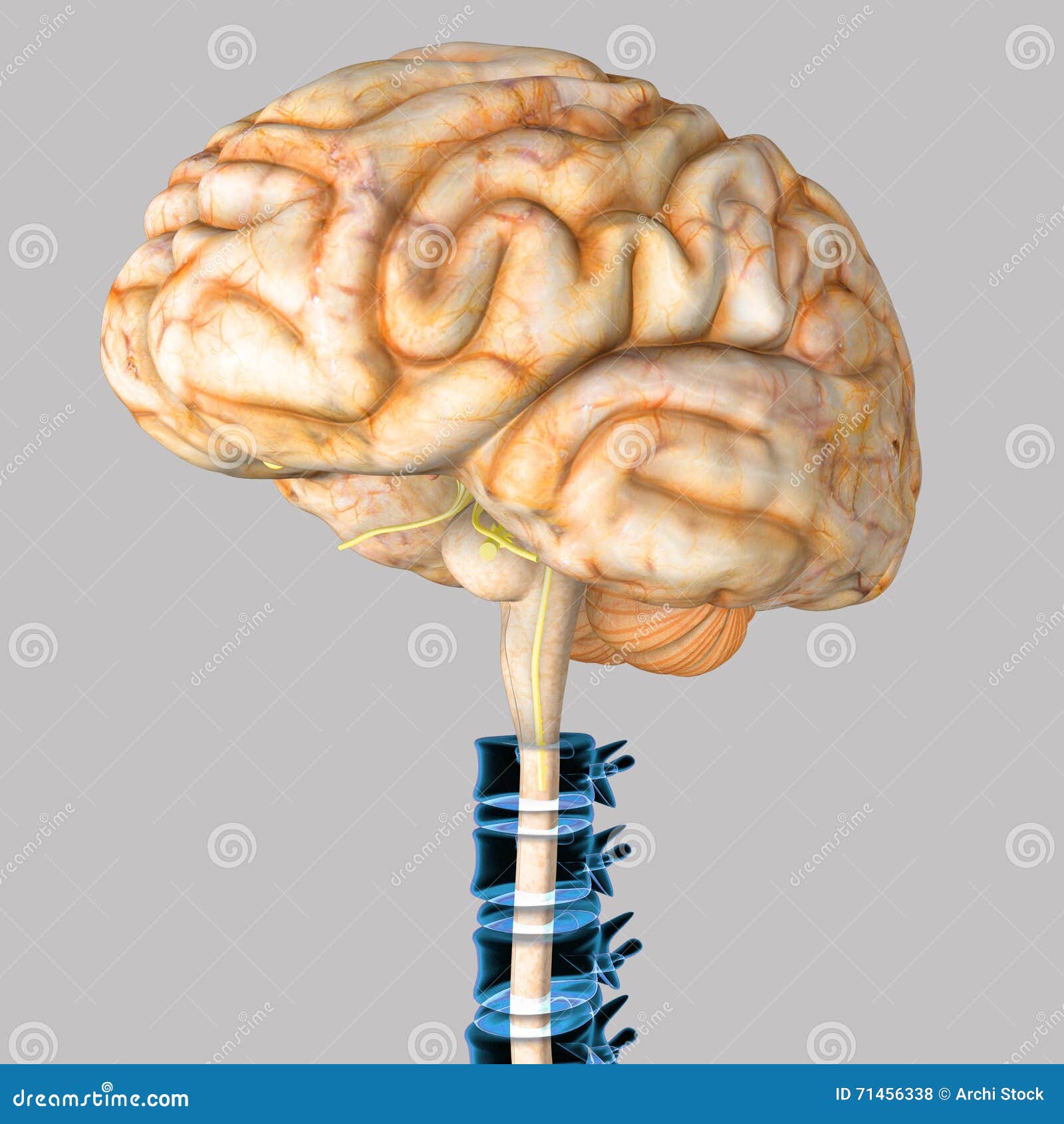 Brain spinal cord stock illustration. Illustration of head - 71456338