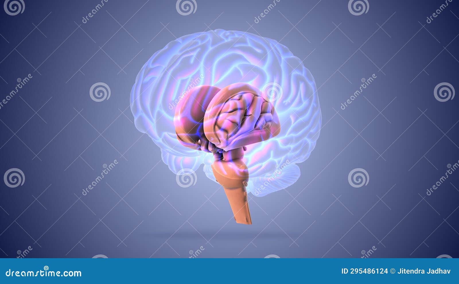 Brain Stem Or Brainstem With Medulla Stock Photography | CartoonDealer ...