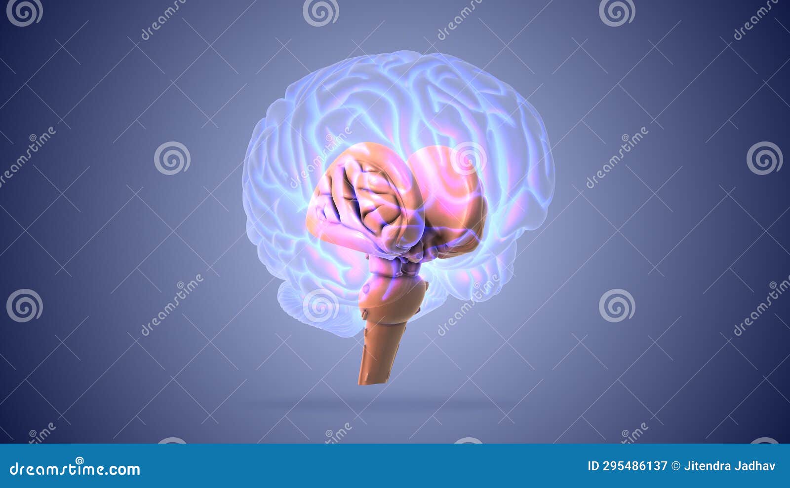 Brain Stem Or Brainstem With Medulla Royalty-Free Stock Photo ...