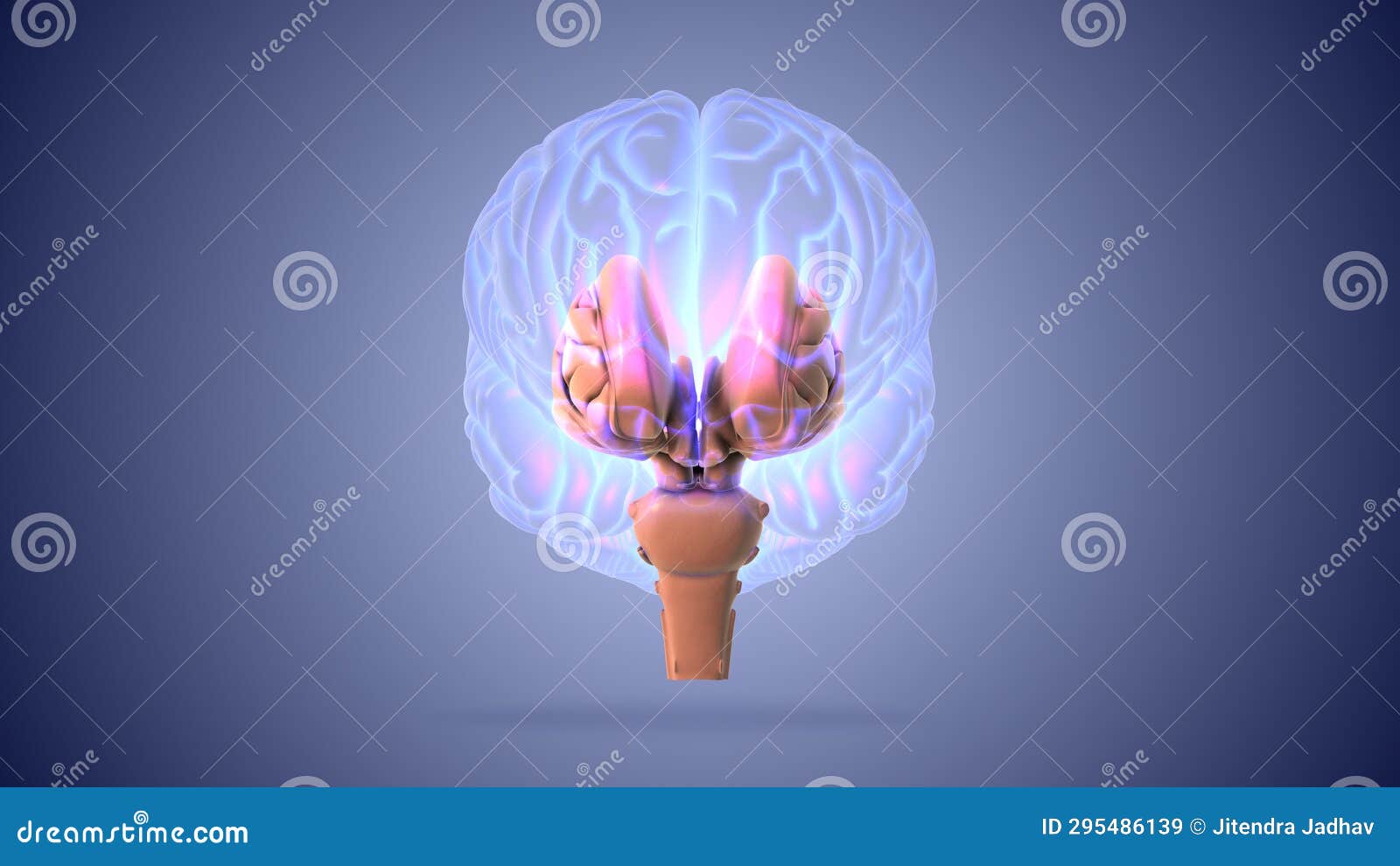 Brain Stem Or Brainstem With Medulla Royalty-Free Stock Photo ...