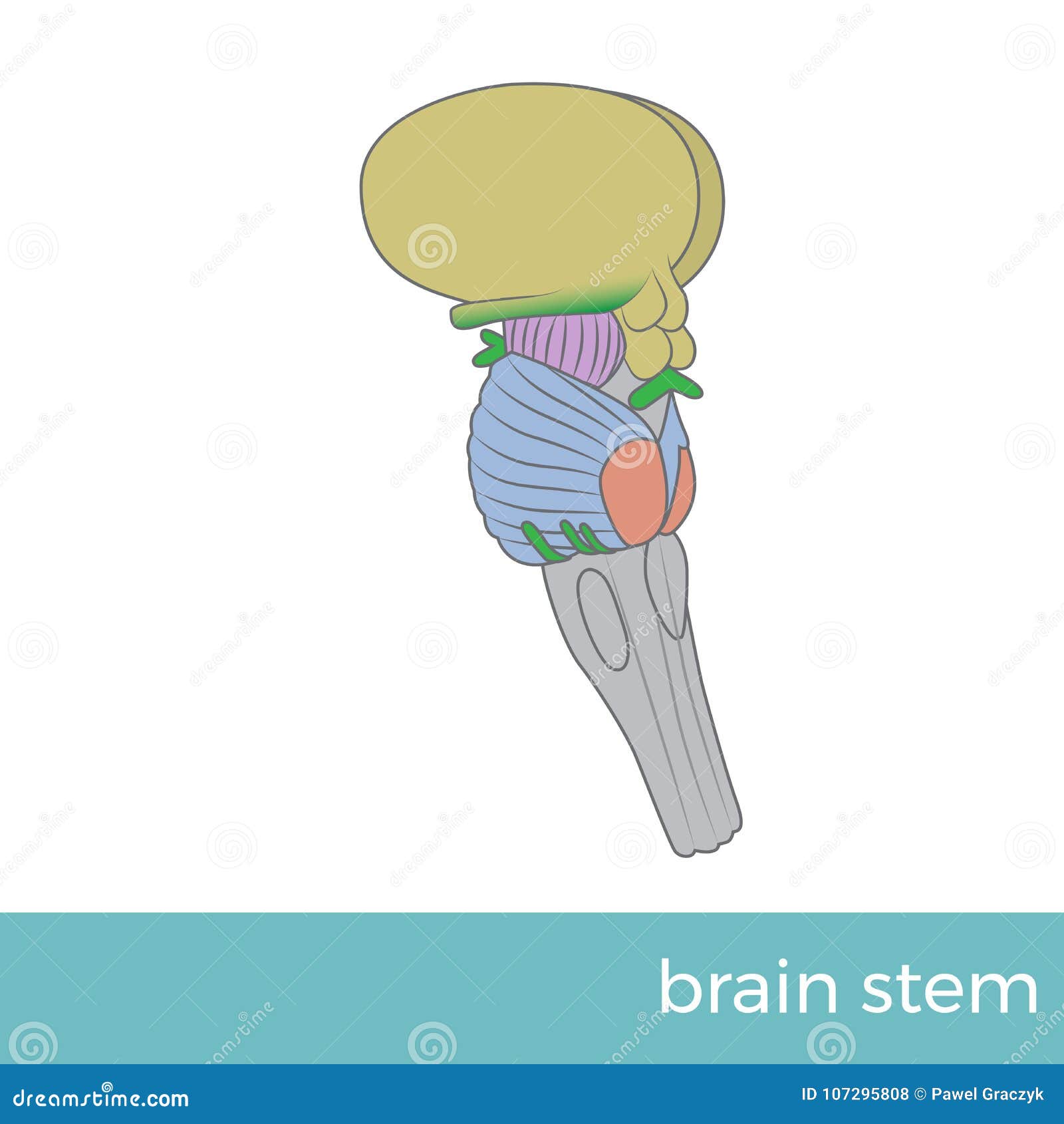 The brain stem side view stock vector. Illustration of diagram - 107295808