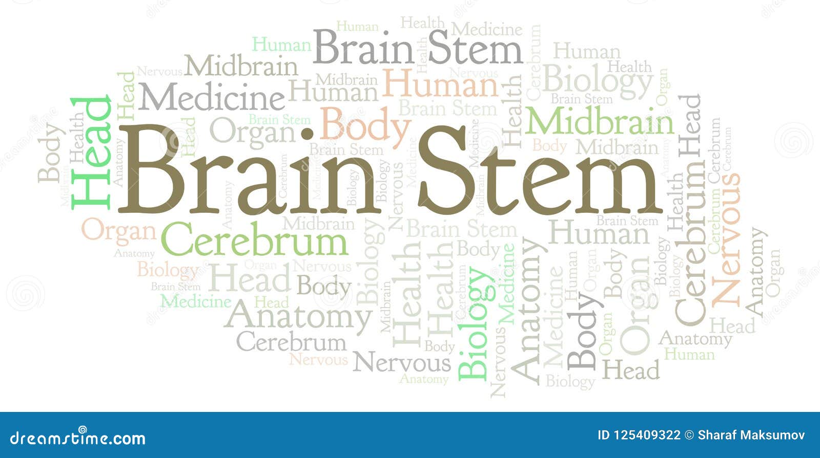 Brain Stem word cloud. stock illustration. Illustration of midbrain - 125409322