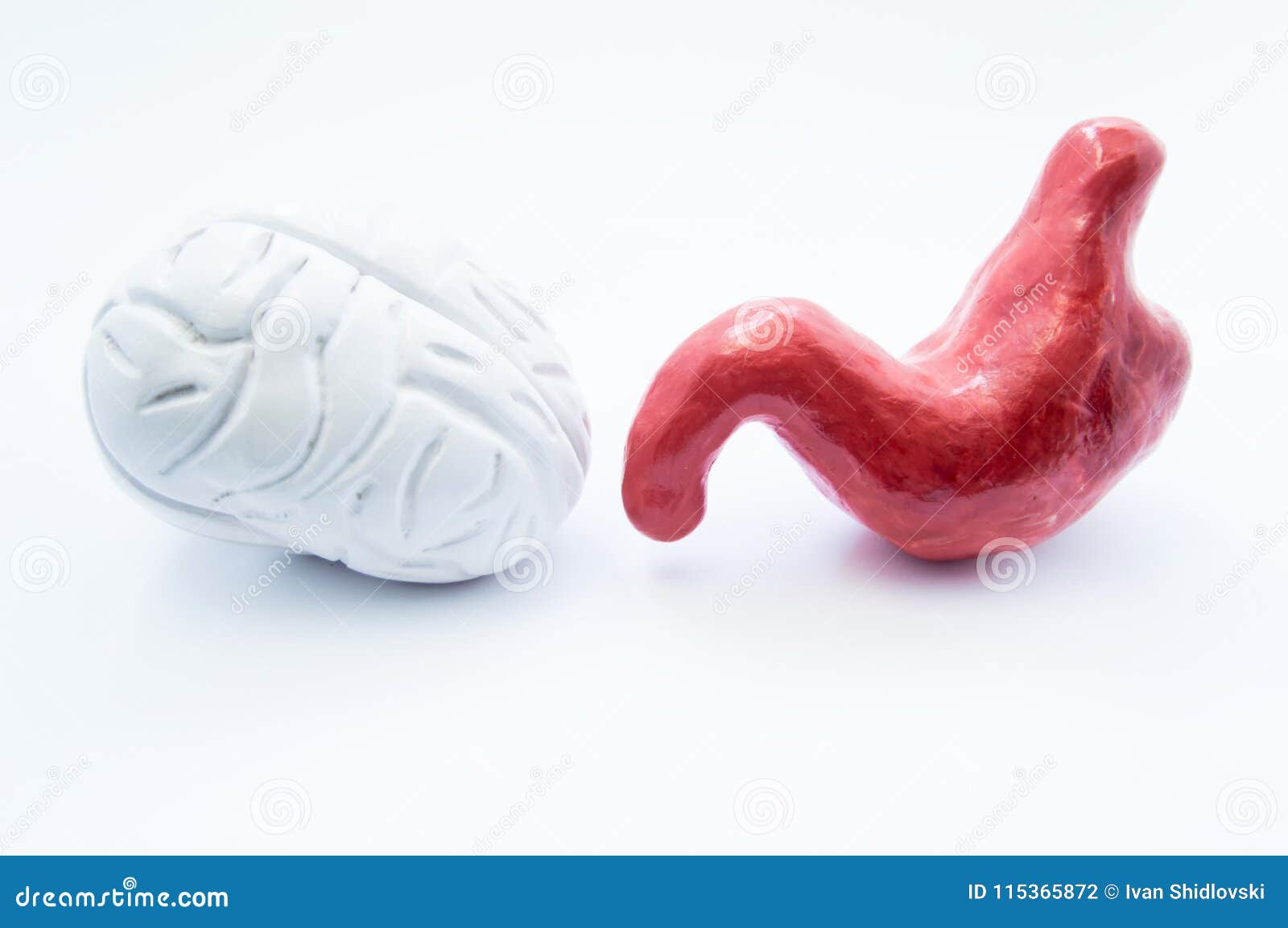 Brain and Stomach. Anatomical Models of Human Brain and Stomach are on ...