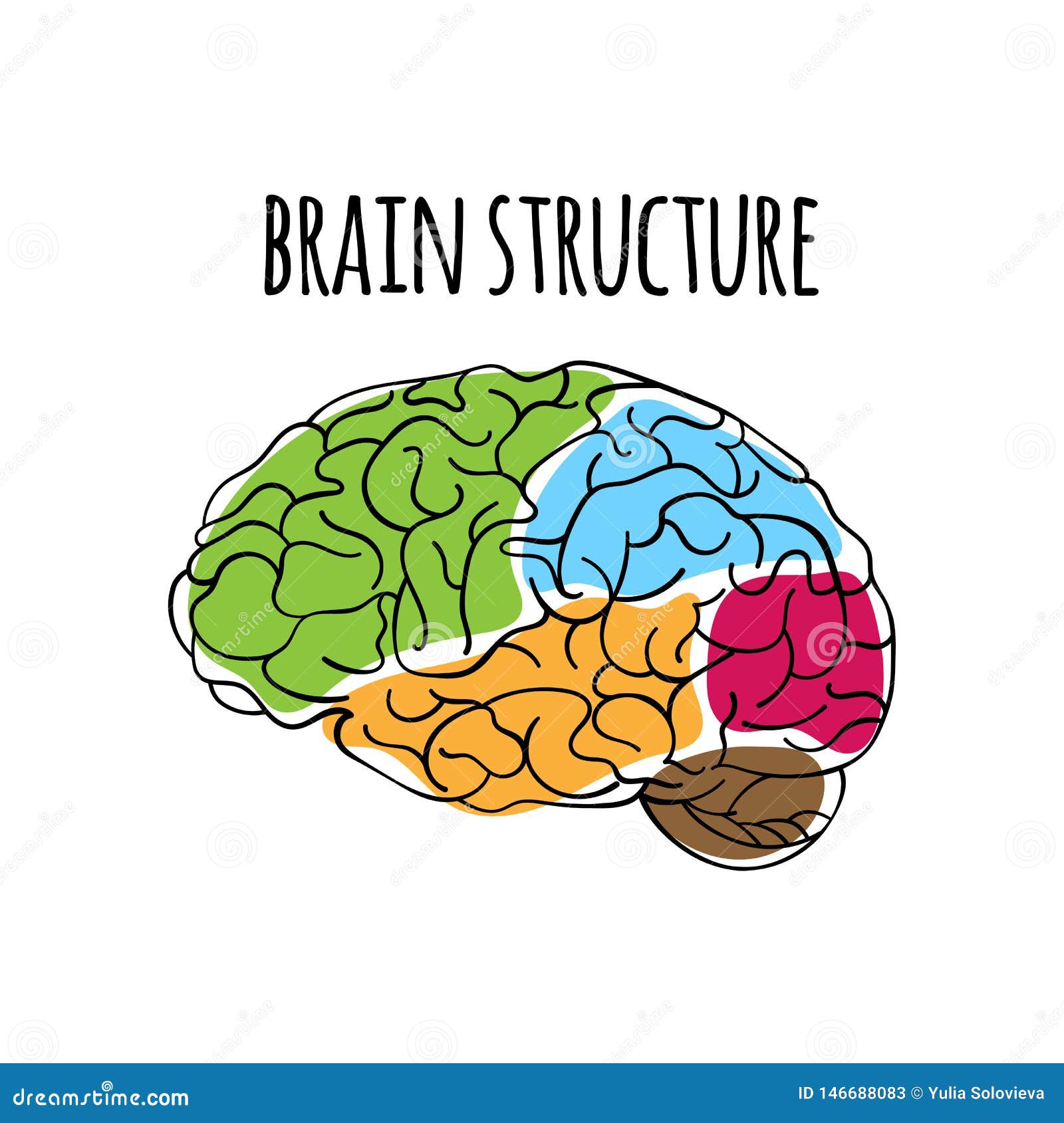 Brain Structure. Cerebral Cortex, Frontal, Parietal , Occipital And ...