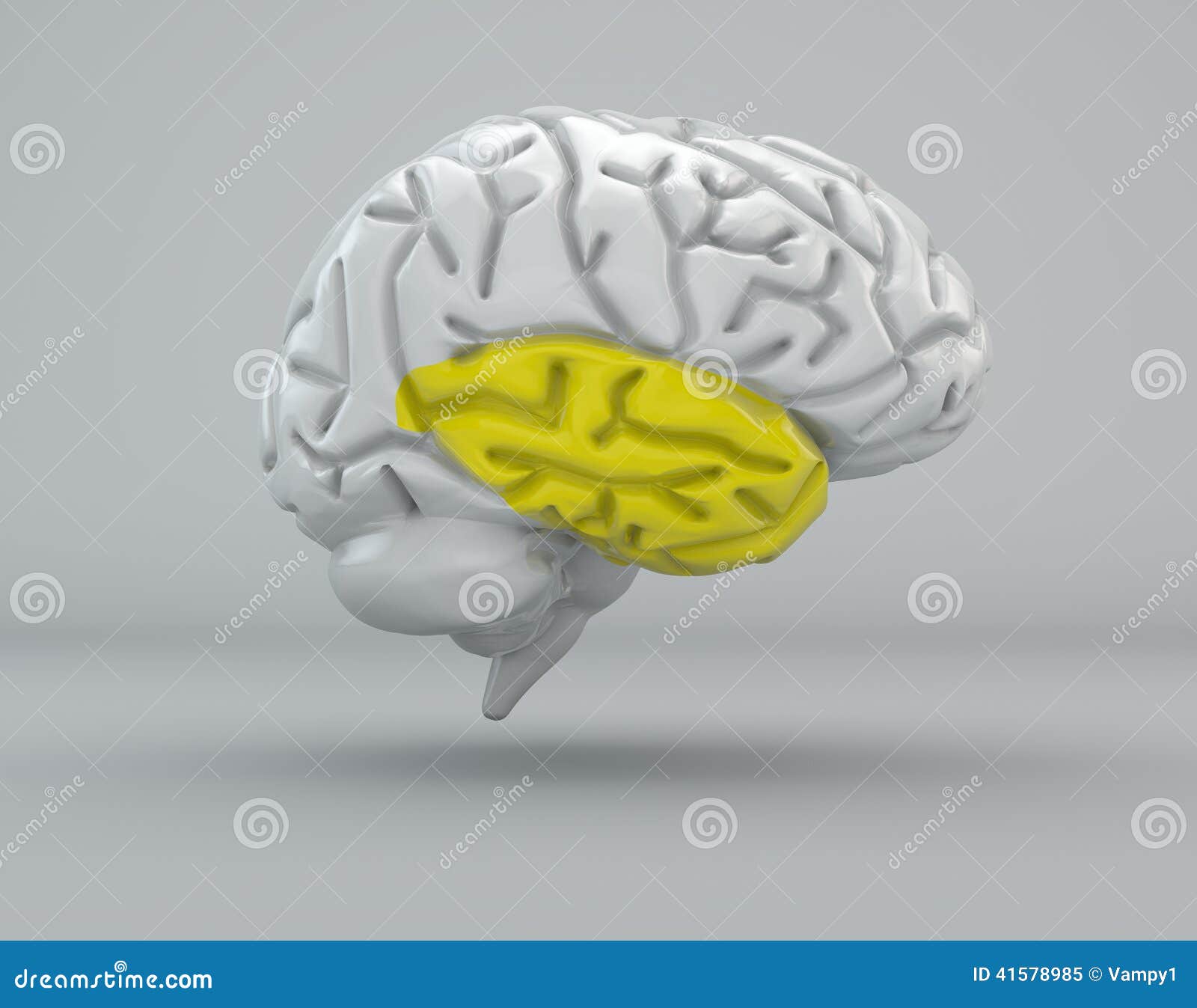 Brain, The Temporal Lobe Is One Of The Four Major Lobes Of The Cerebral ...