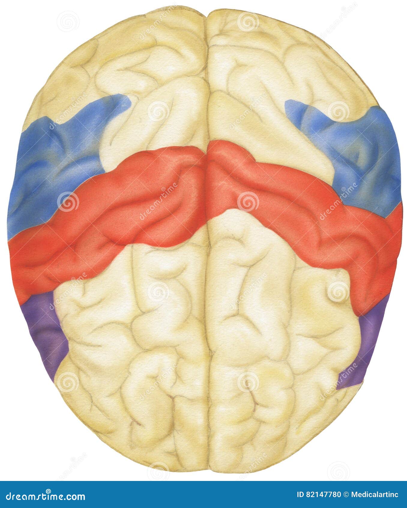 Brain - Top View stock illustration. Illustration of frontal - 82147780